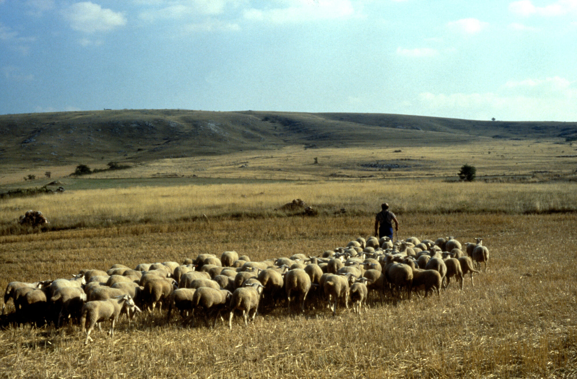Cours international au Laboratoire de santé animale