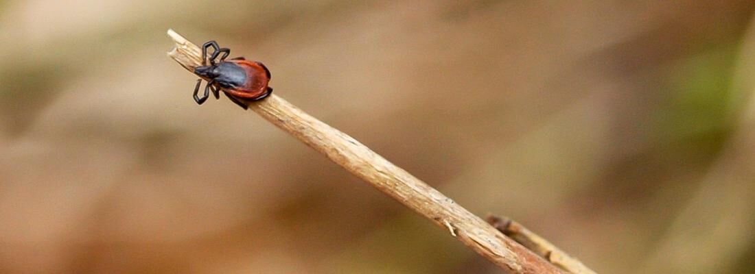 Publication Microbiome, BIPAR